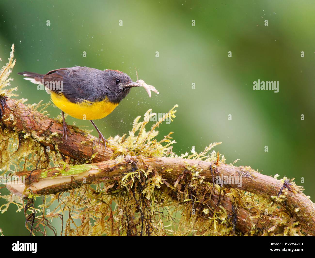 Slate Throated Redstart - eating moth Myioborus miniatus Ecuador ...