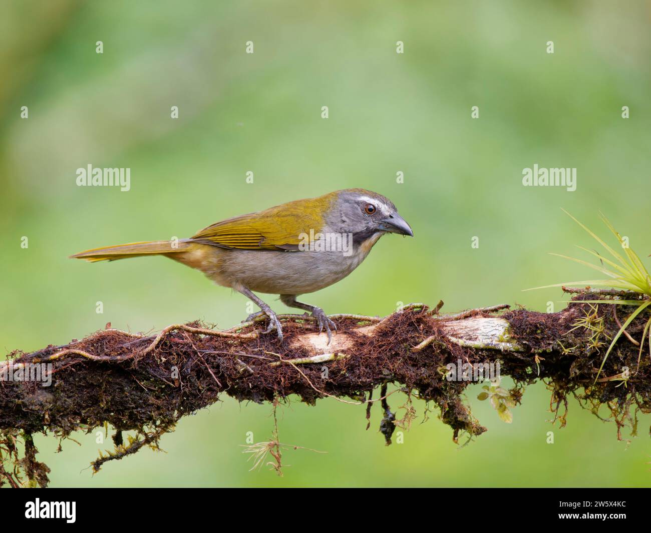 Saltators hi-res stock photography and images - Alamy