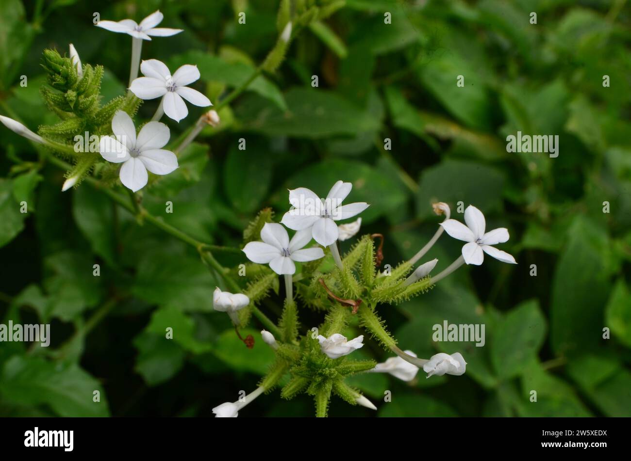 Five petals white wild flower hi-res stock photography and images - Alamy