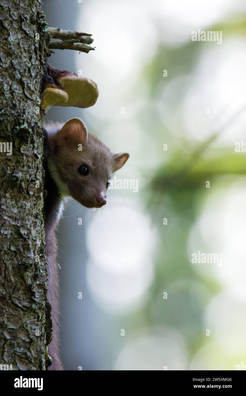 beech marten (Martes foina), also known as the stone marten, house ...