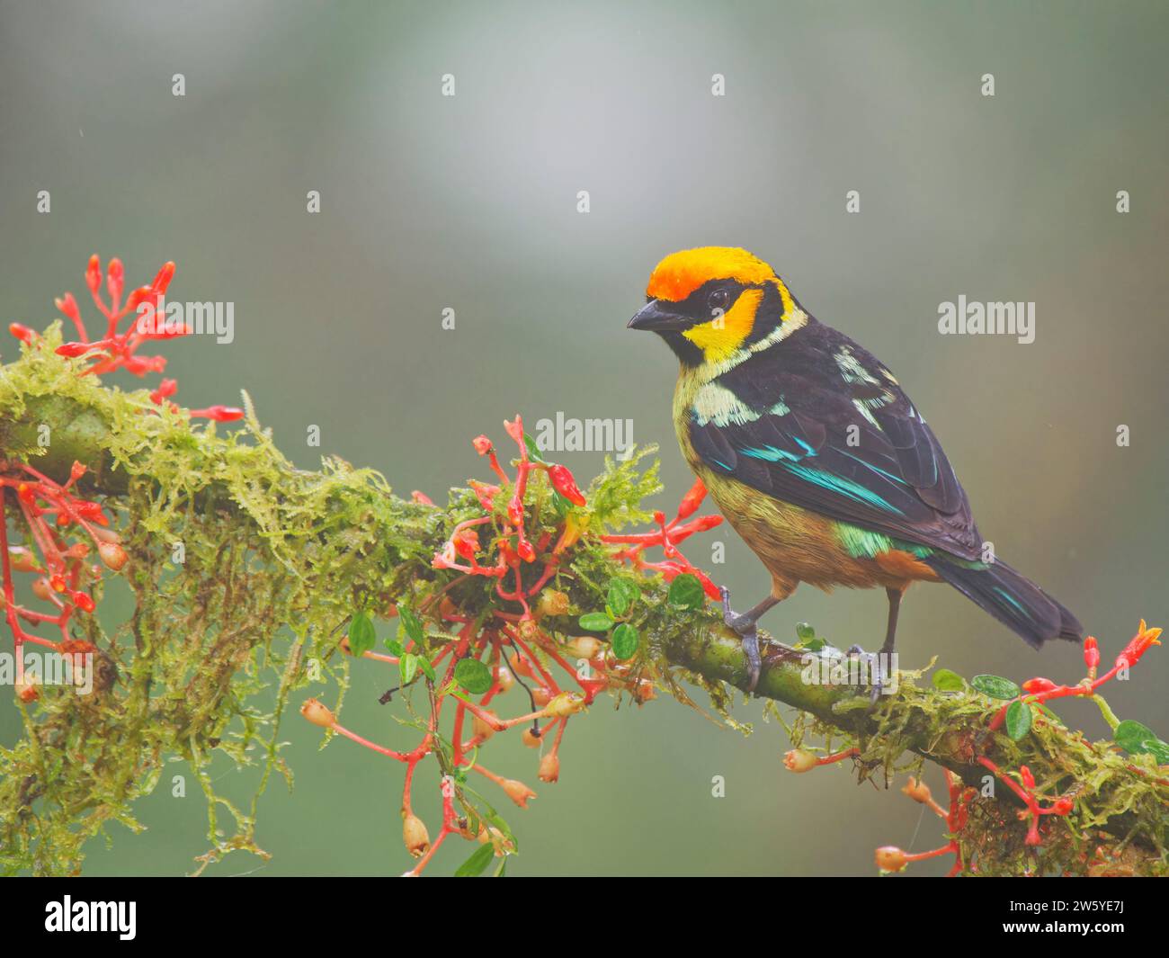 Flame Faced Tanager Tangara parzudakii Ecuador BI038728 Stock Photo - Alamy