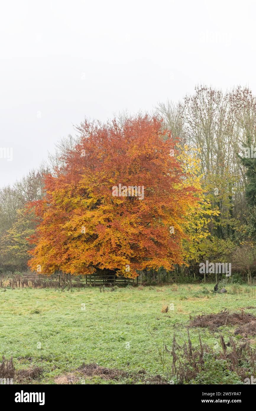 Tree in full autumn colours in the Scottish Borders, UK Stock Photo - Alamy