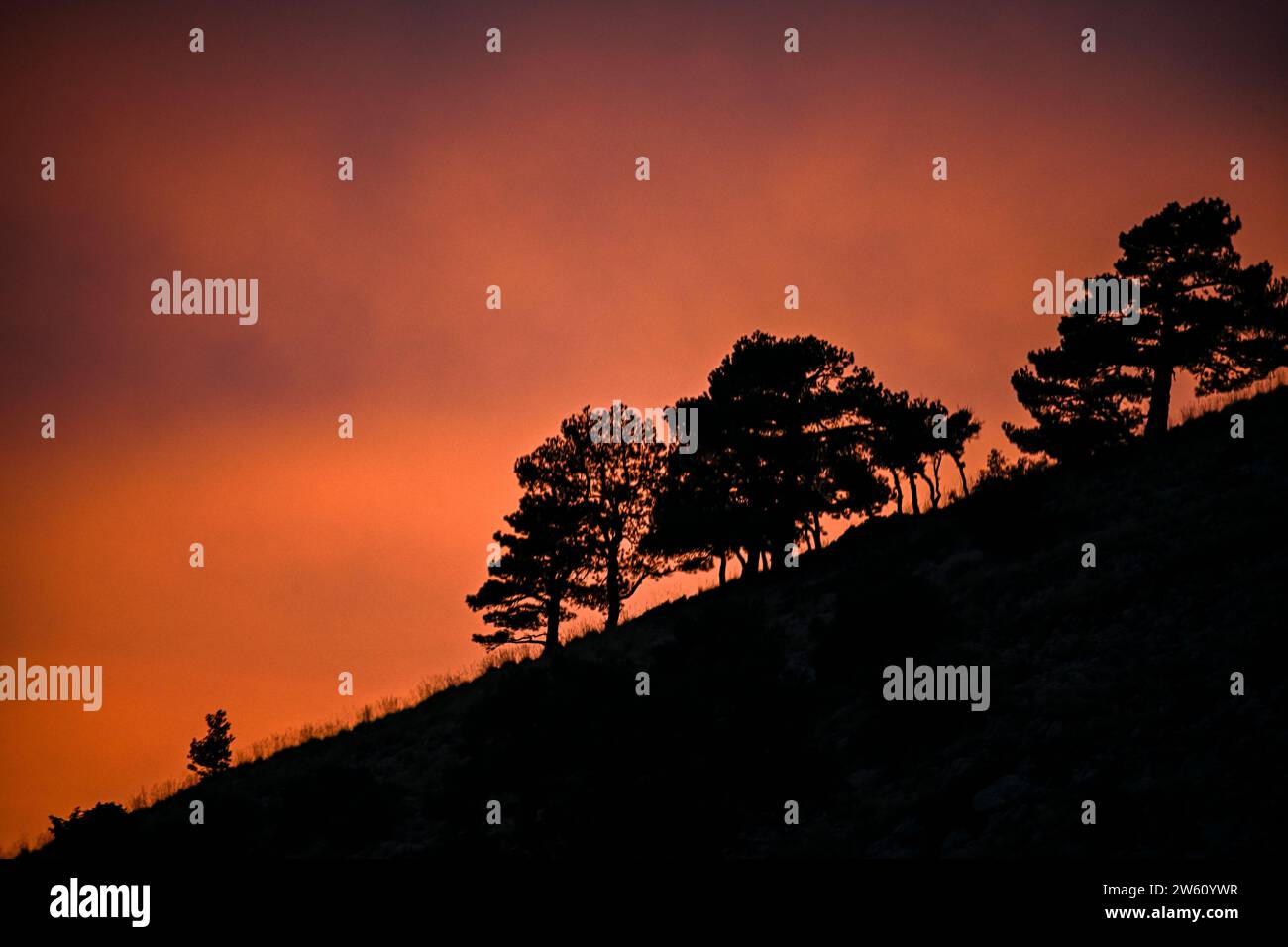 Spectacular sunset, on the horizon with an isolated tree Stock Photo ...