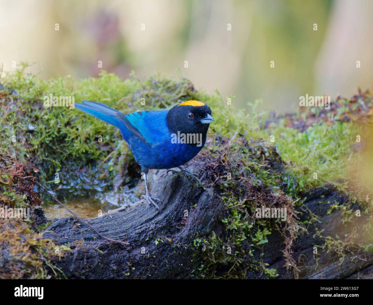 Golden Crowned Tanager Iridosornis rufivertex Ecuador BI038777 Stock ...