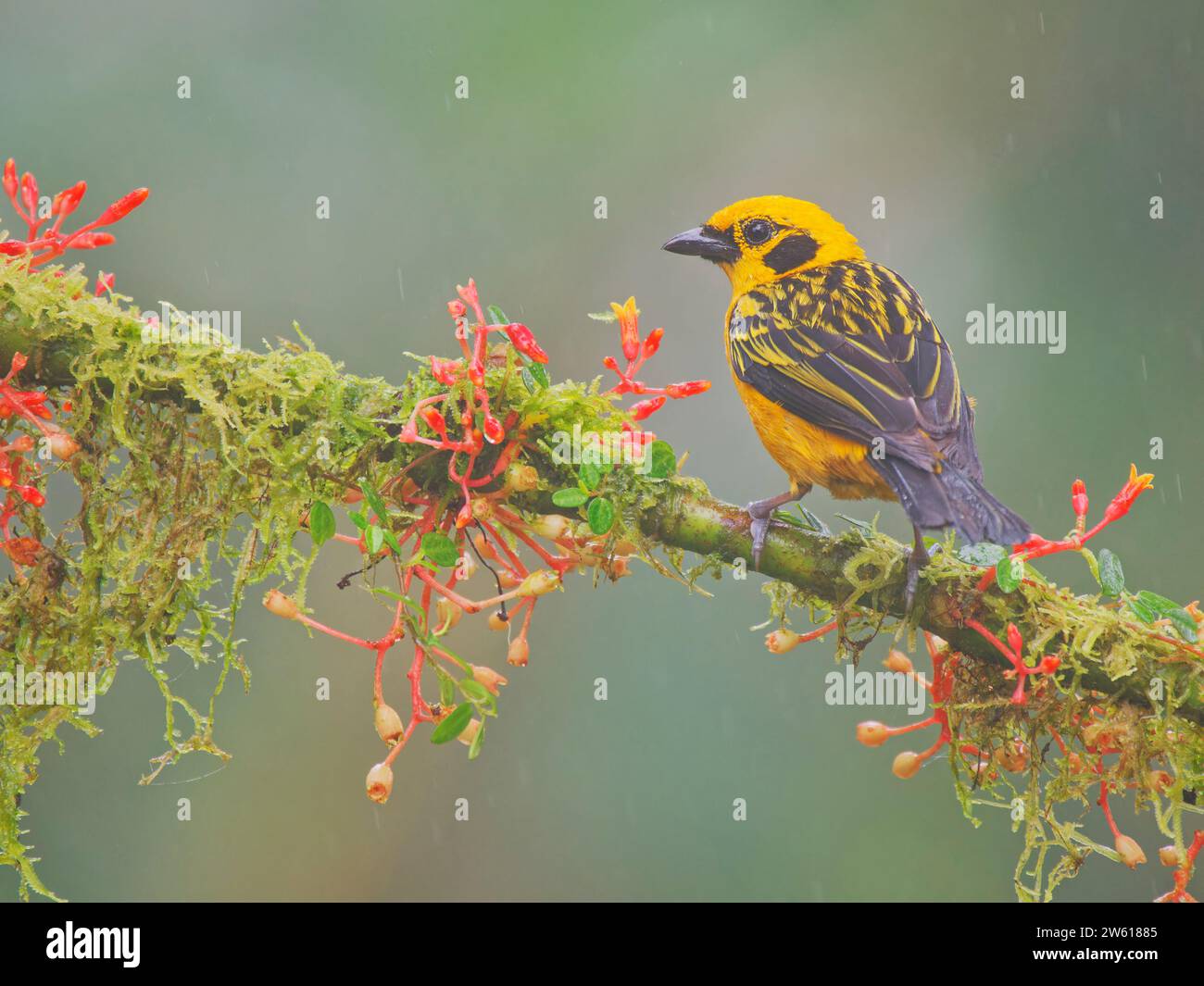 Golden Tanager Tangara arthus Ecuador BI038791 Stock Photo - Alamy