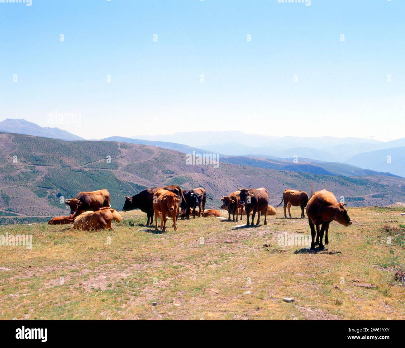 Ganado pastando hi-res stock photography and images - Alamy