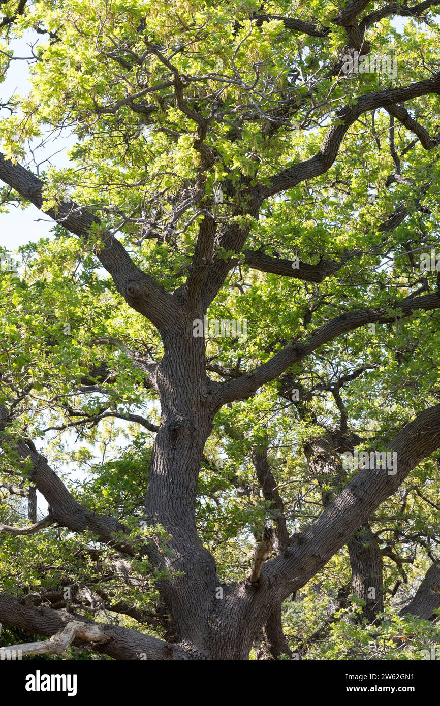 Flaumeiche, Flaum-Eiche, Eiche, Quercus pubescens, Quercus lanuginosa ...