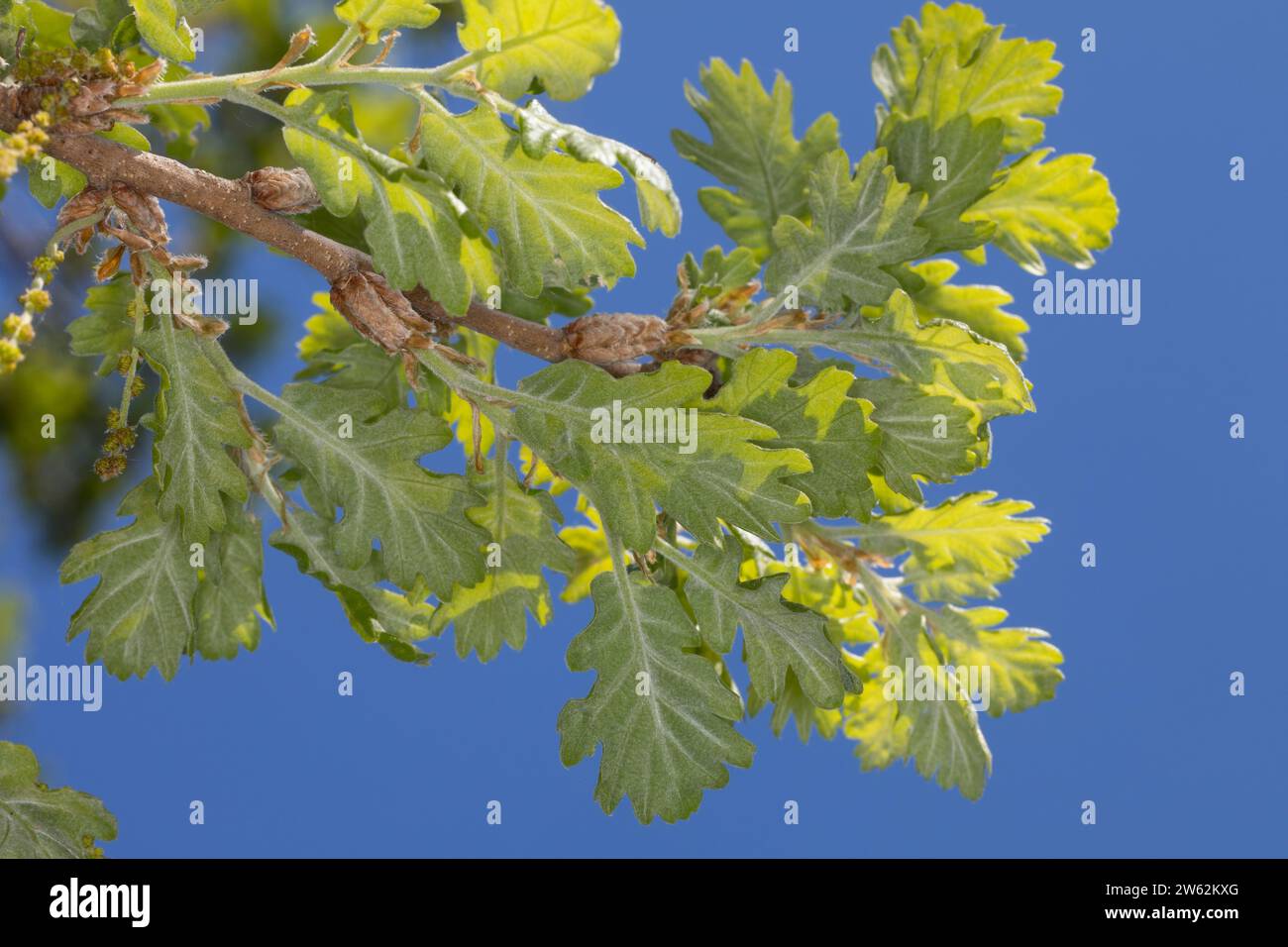 Flaumeiche, Flaum-Eiche, Blatt, Blätter, Eiche, Quercus pubescens ...