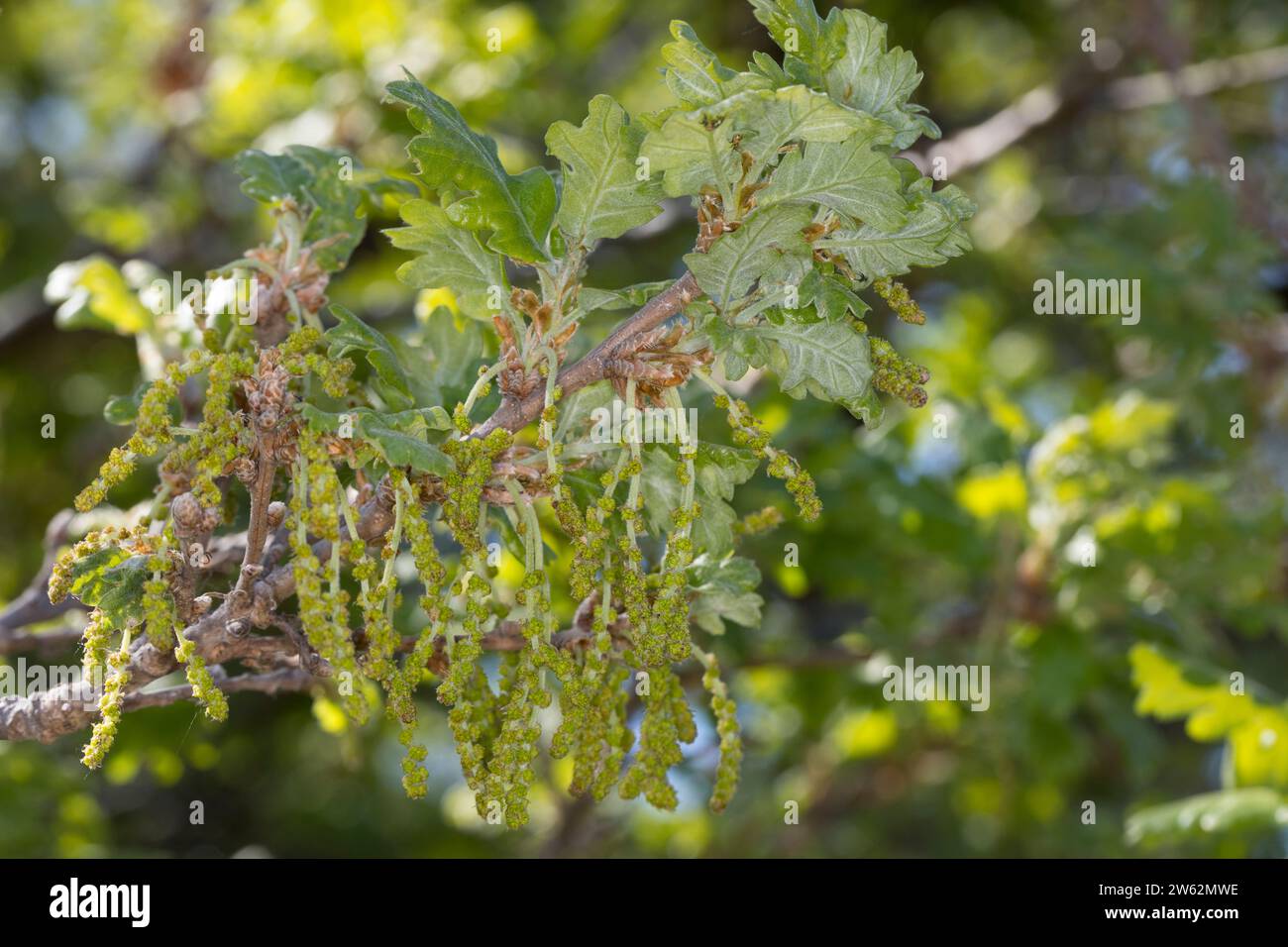 Flaumeiche, Flaum-Eiche, Blüten, Blütenkätzchen, Eiche, Quercus ...
