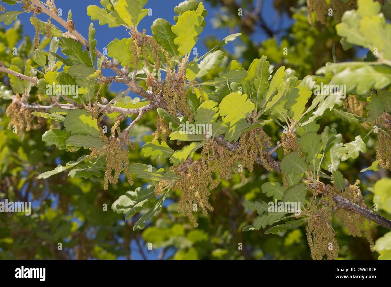 Flaumeiche, Flaum-Eiche, Blüten, Blütenkätzchen, Eiche, Quercus ...