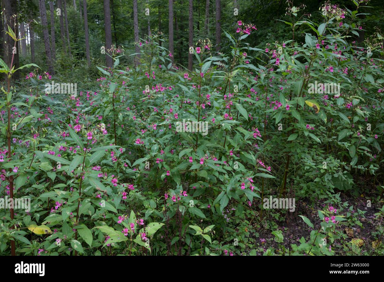 Indisches Springkraut, Drüsiges Springkraut, an einem Waldweg ...