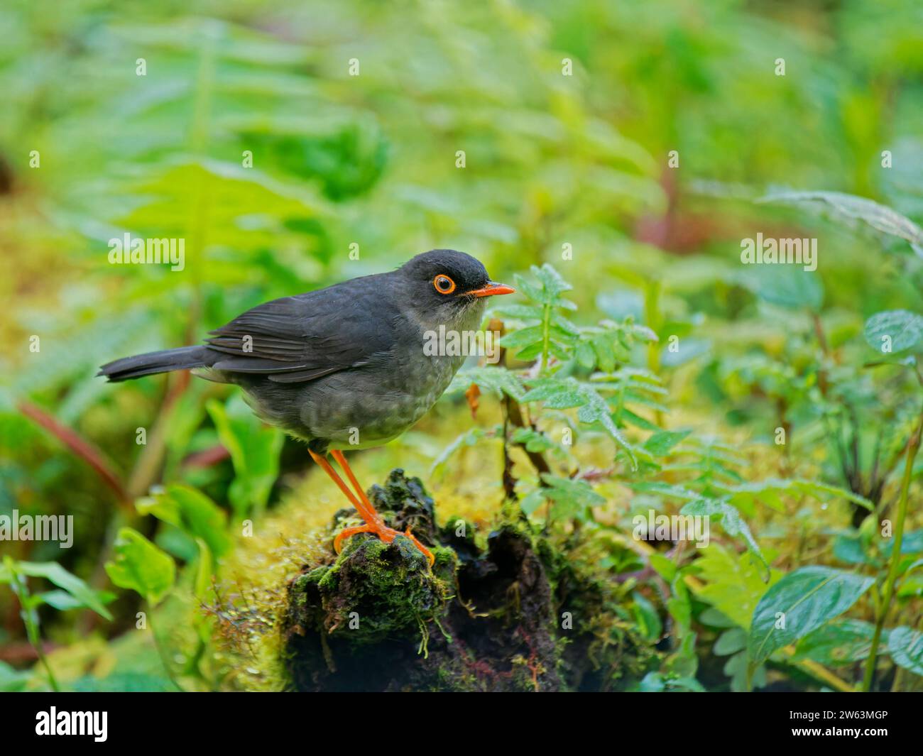 Slaty Backed Nightingale Thrush Catharus fuscater Ecuador BI038934 ...