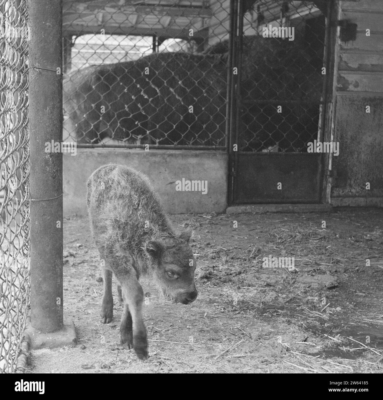 Wisent born in Artis zoo (European bison) ca. January 10, 1963 Stock ...