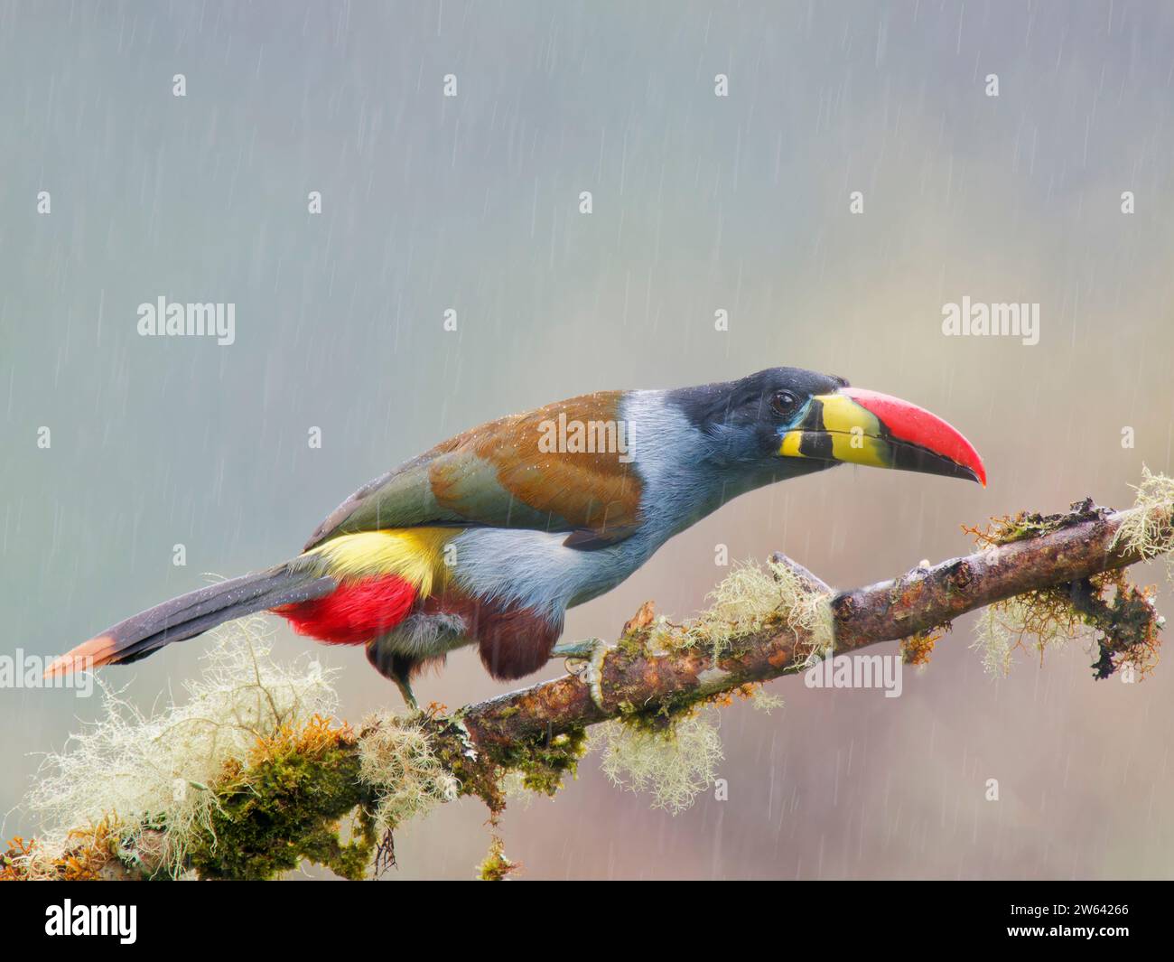 Grey Breasted Mountain Toucan Andigena hypoglauca Ecuador BI038970 ...