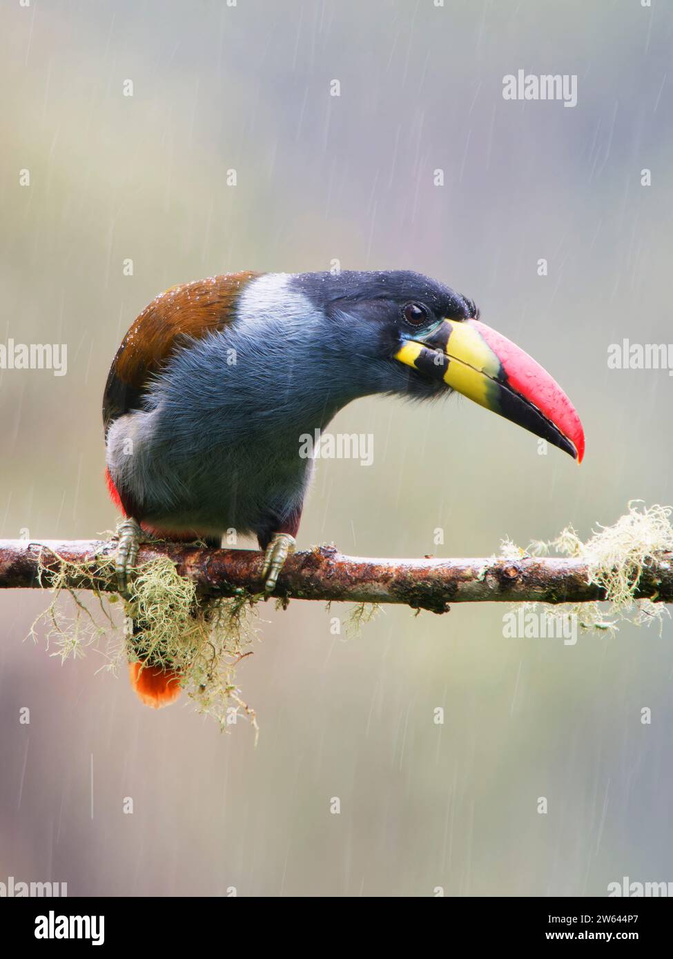 Grey Breasted Mountain Toucan Andigena hypoglauca Ecuador BI038975 ...