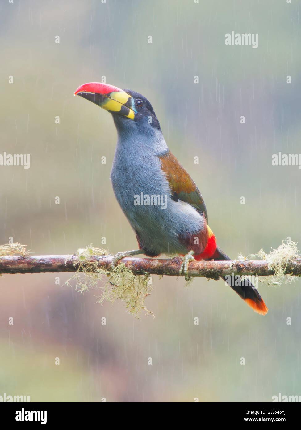 Grey Breasted Mountain Toucan Andigena hypoglauca Ecuador BI038976 ...