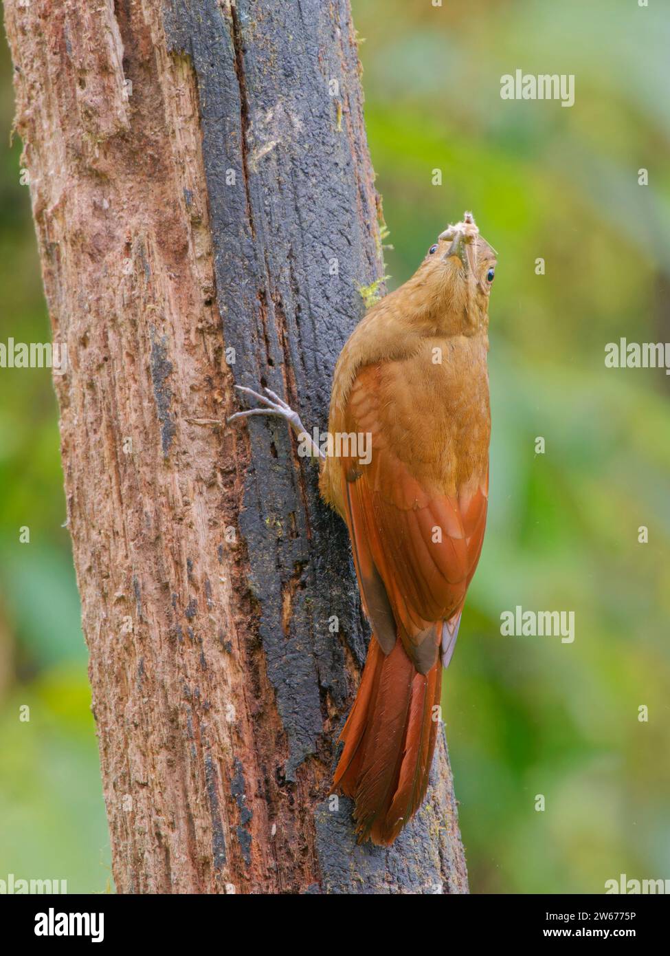 Tyrannine Woodcreeper - eating an insect Dendrocincla tyrannina Ecuador ...