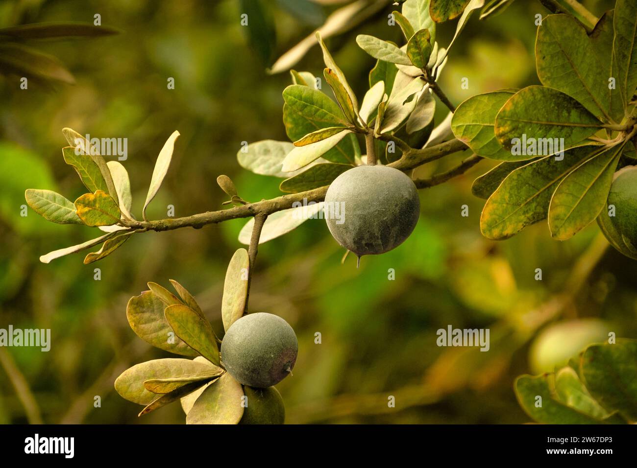 Lucuma on the tree before being harvested, it is confused with the ...