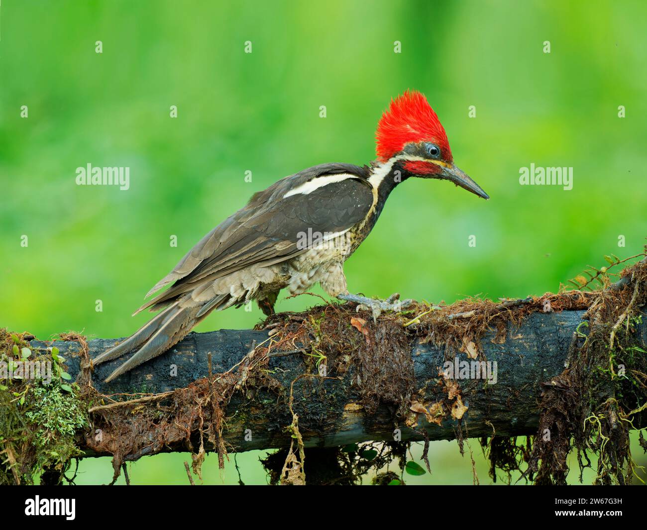 Lineated Woodpecker Dryocopus lineatus Ecuador BI039144 Stock Photo - Alamy