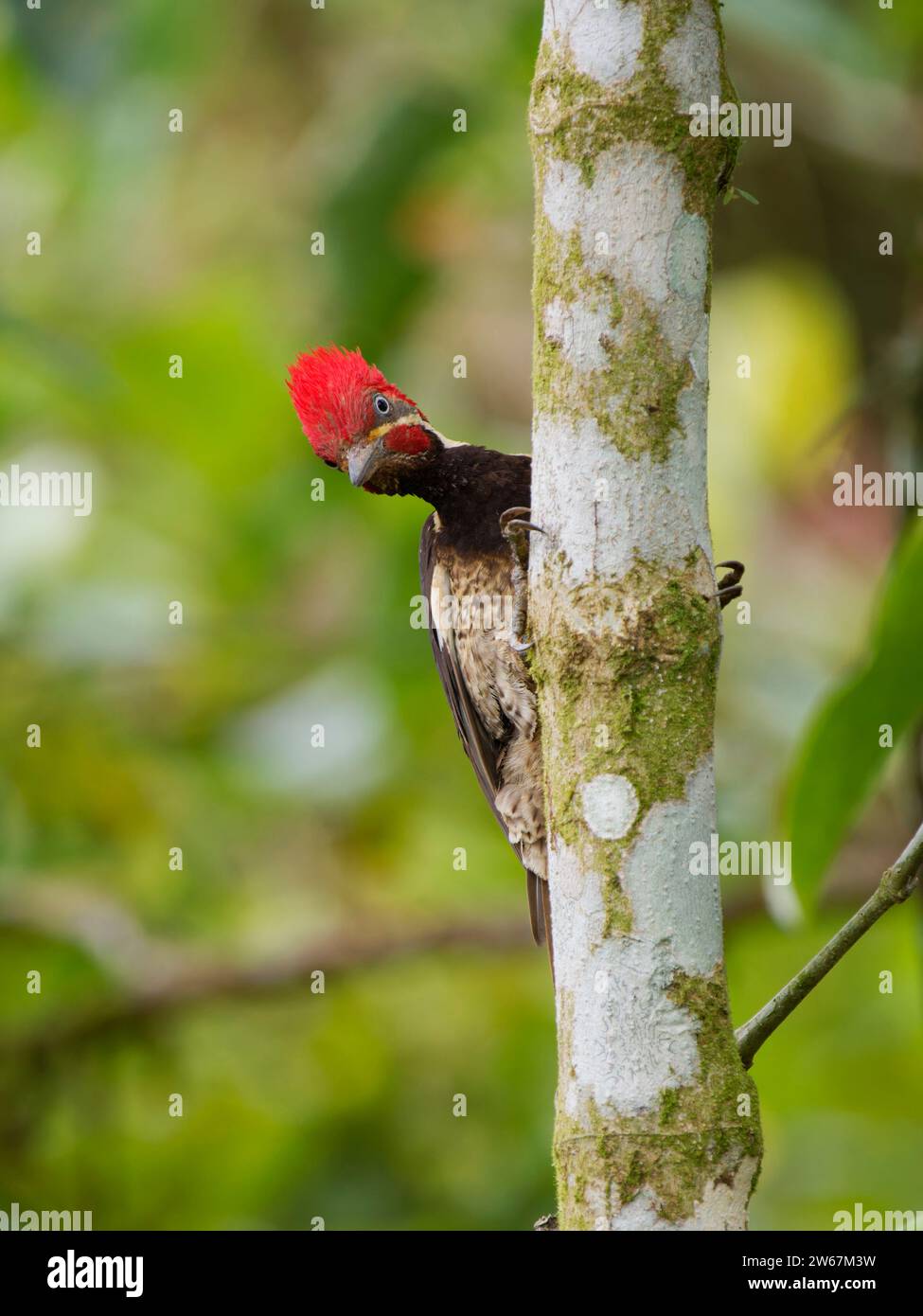 Lineated Woodpecker Dryocopus lineatus Ecuador BI039156 Stock Photo - Alamy