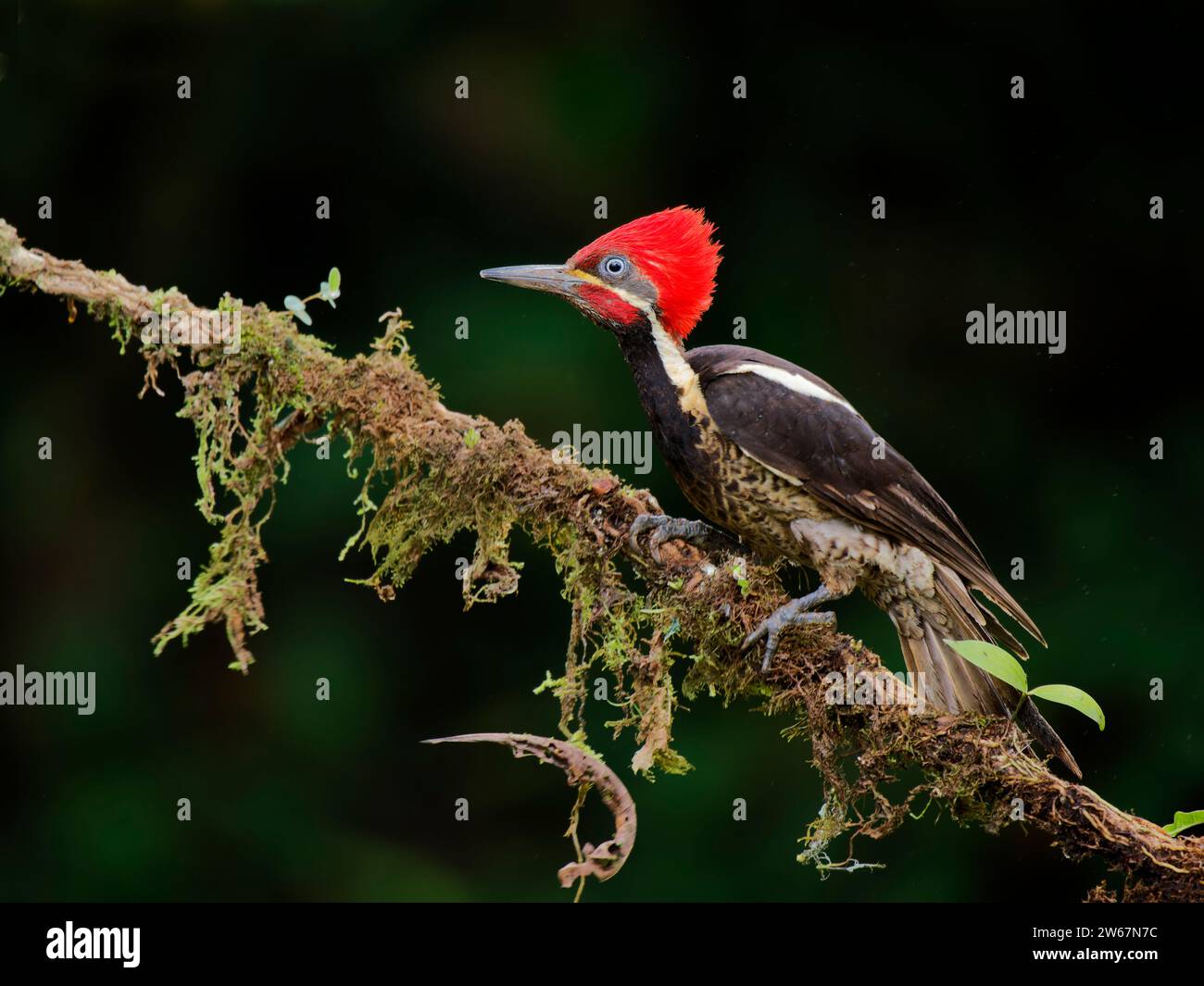 Lineated Woodpecker Dryocopus lineatus Ecuador BI039159 Stock Photo - Alamy