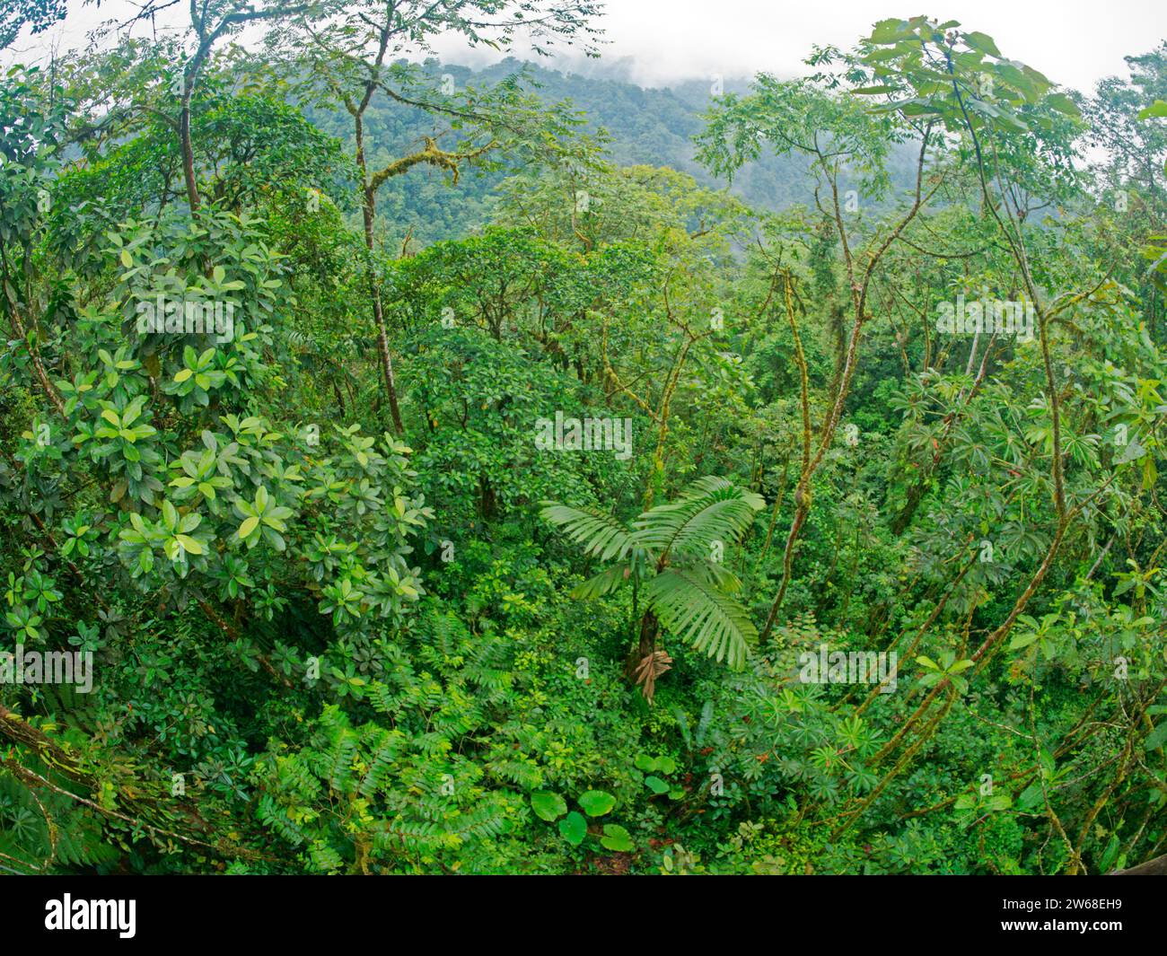 Cloud Forest Ecuador LA009610 Stock Photo - Alamy
