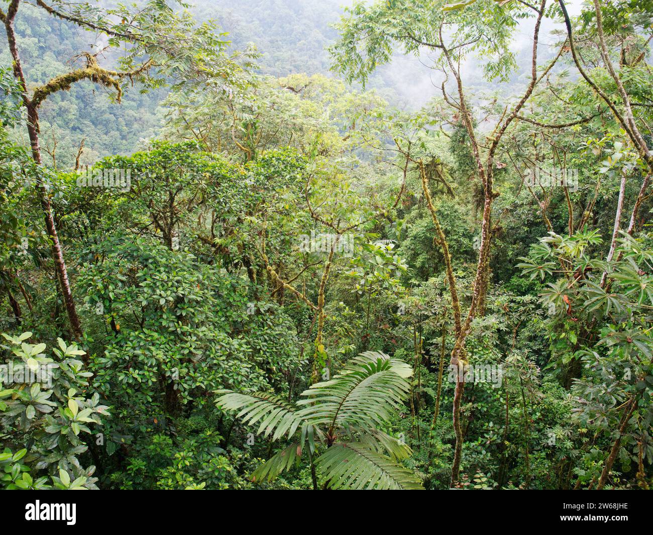 Cloud Forest Ecuador LA009611 Stock Photo - Alamy