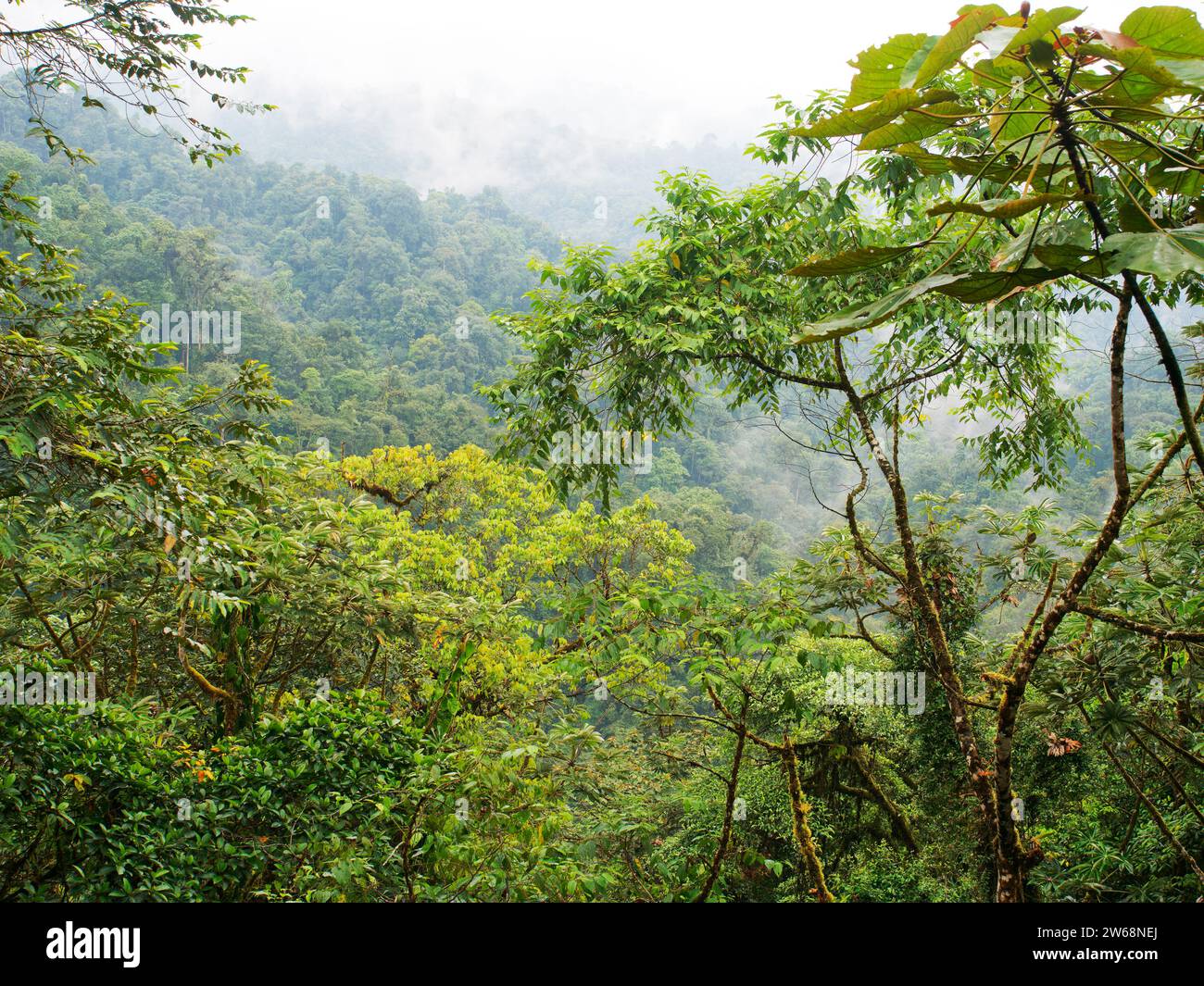 Cloud Forest Ecuador LA009612 Stock Photo - Alamy