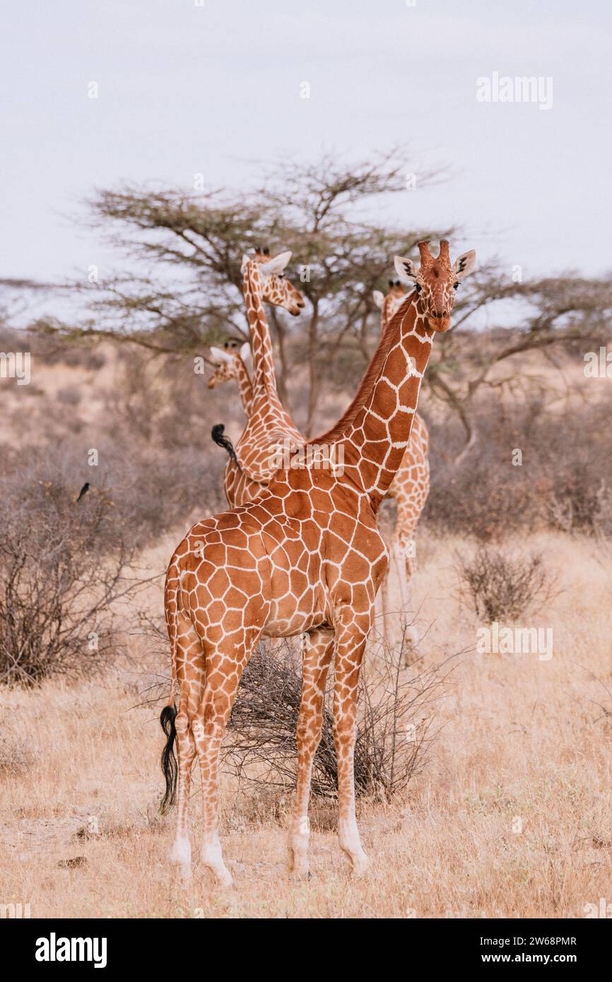 Two majestic giraffes roam freely in Kenya's Samburu & Masai Mara ...