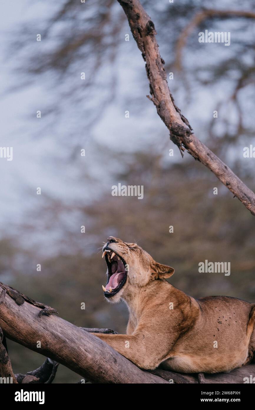 A captivating image of a lone lion roaring while lounging on a tree ...