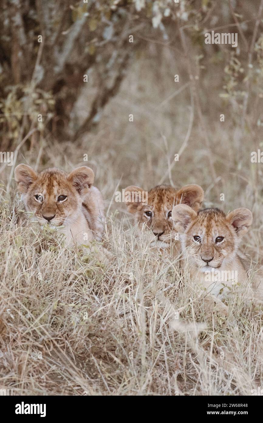 A group of three lion cubs calmly gazing forward while resting amidst ...