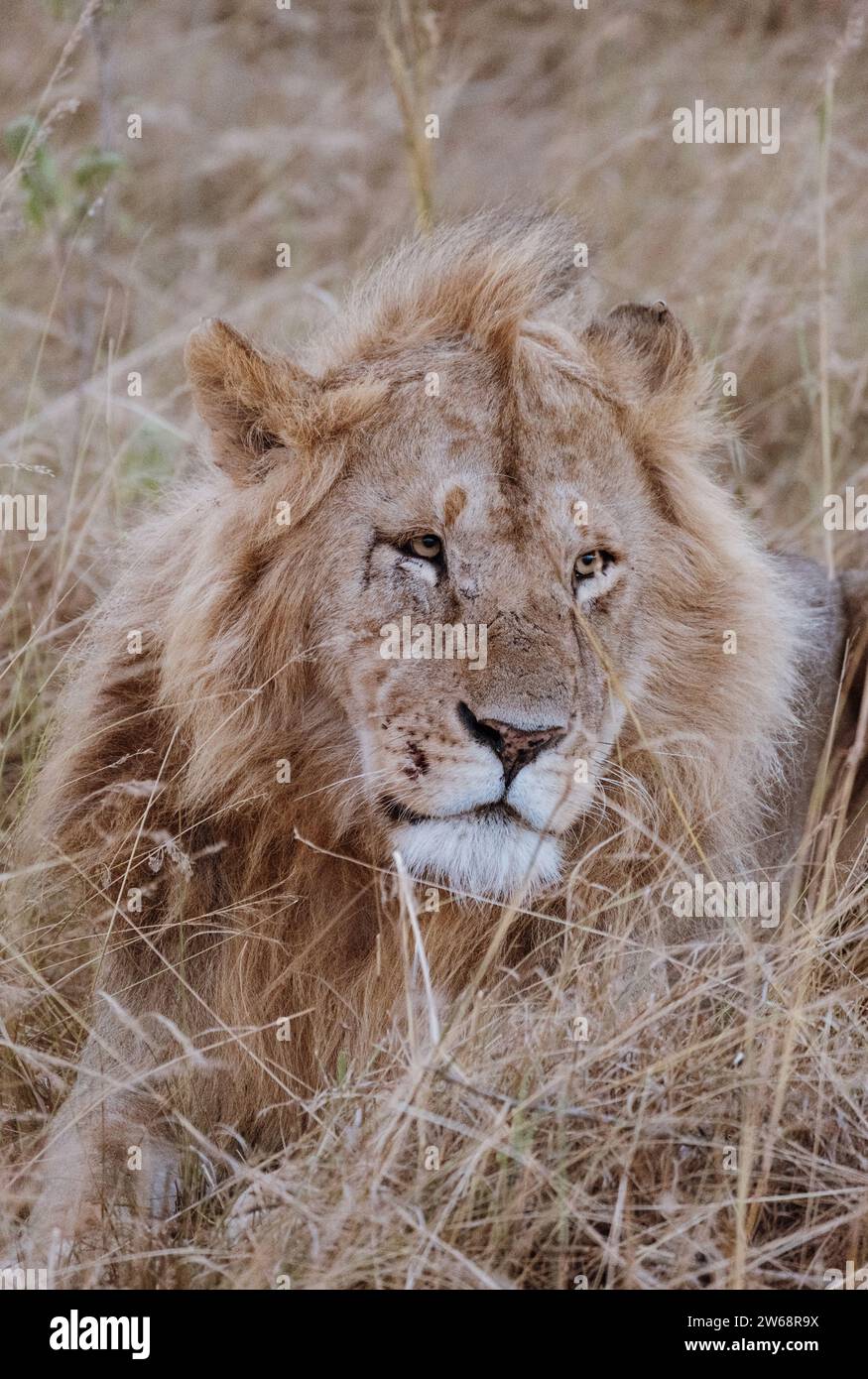 Close-up of a majestic male lion lying in the savanna grassland with a ...