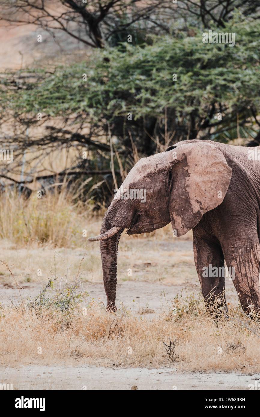 An African elephant stands amidst the dry grass of a Kenyan savannah ...