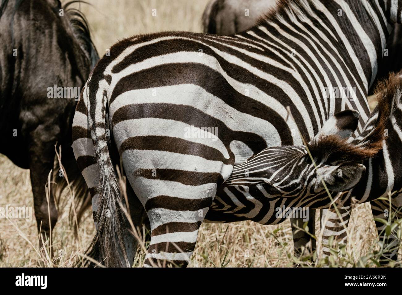 A detailed close-up captures the striking black and white stripes of a zebra's hindquarters ...