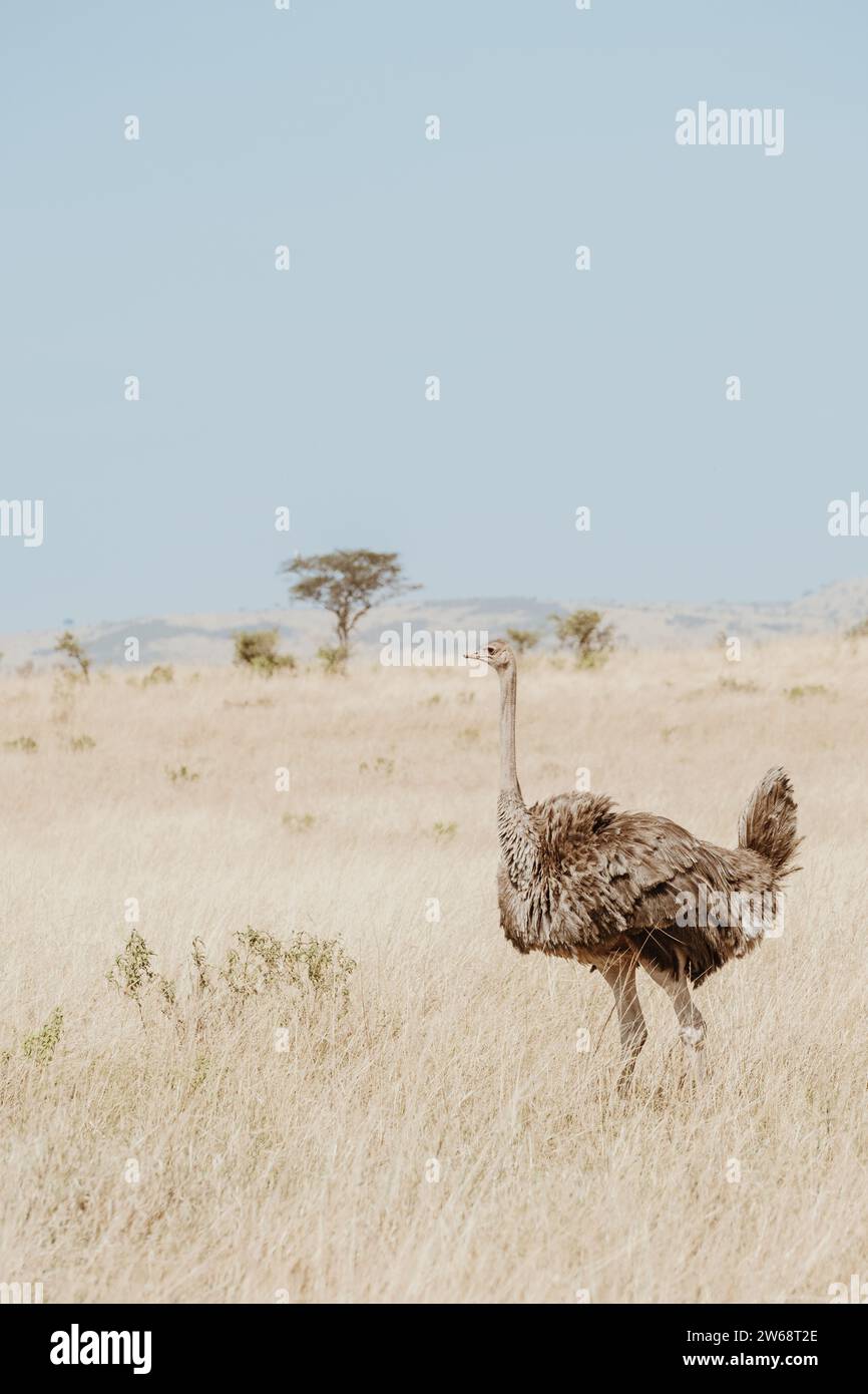 An ostrich strides confidently across the sunlit African plains, its ...