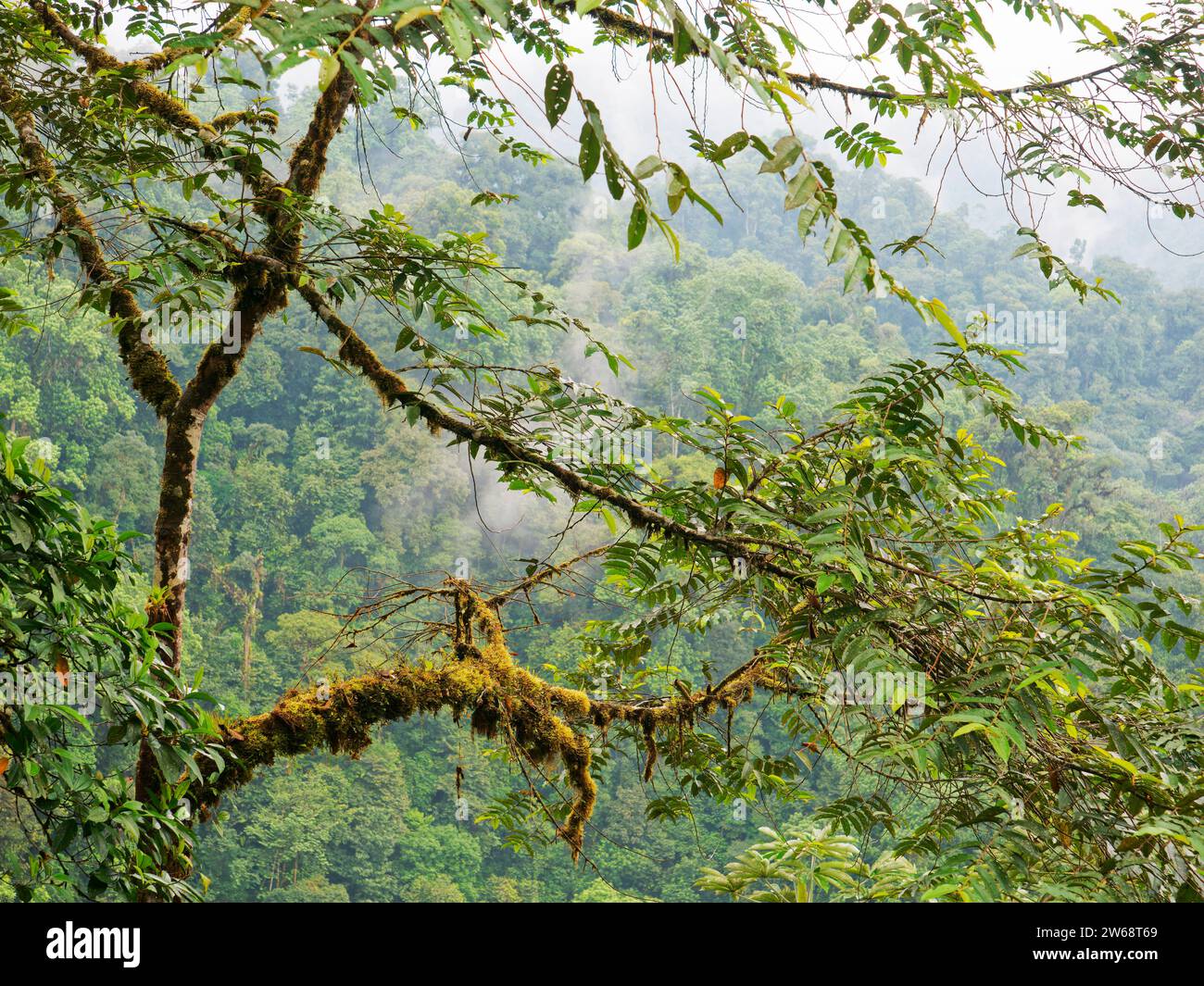 Tropics tropical rainforest jungle neotropics neotropical hi-res stock ...
