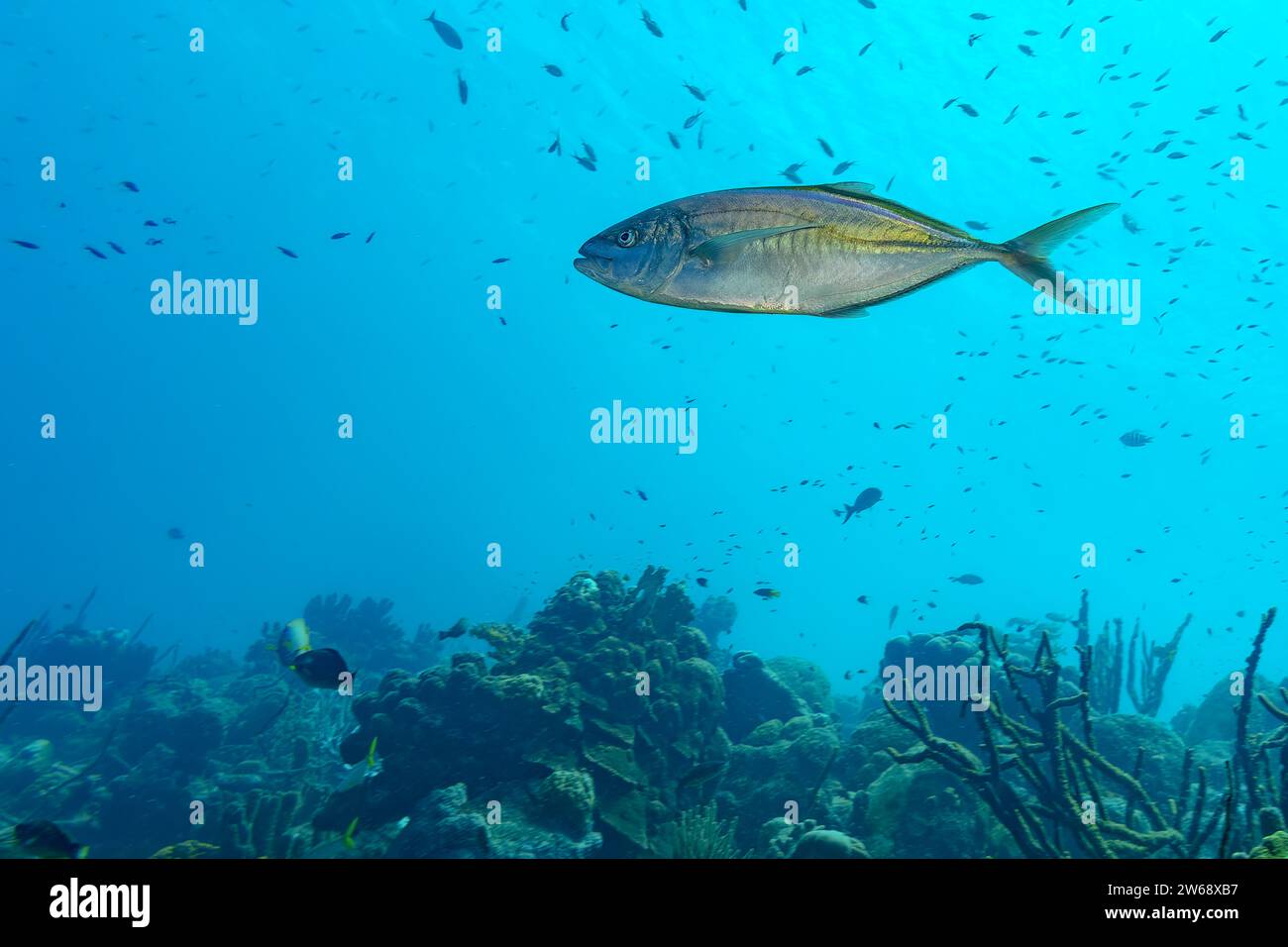 A serene underwater landscape with a fish swimming near a coral reef ...