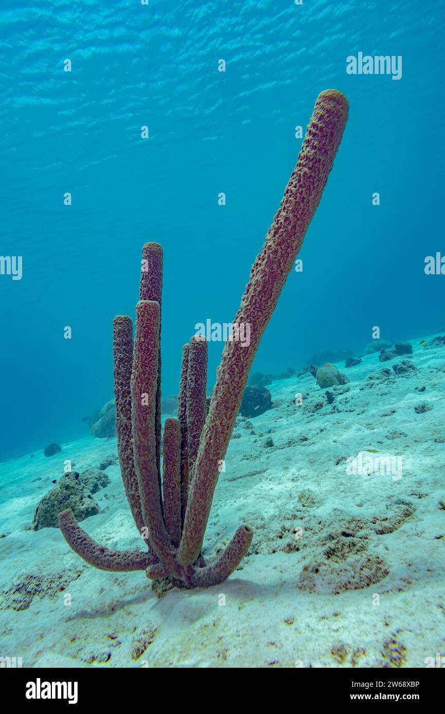 Photo showcases a single pillar coral standing tall on the ocean floor ...