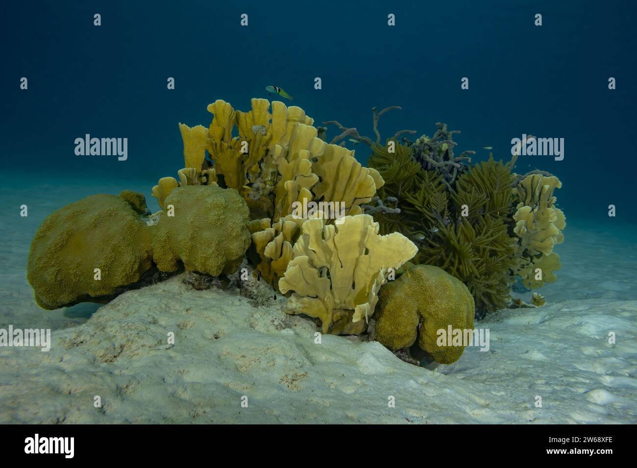 A serene underwater landscape featuring various corals growing on the ...