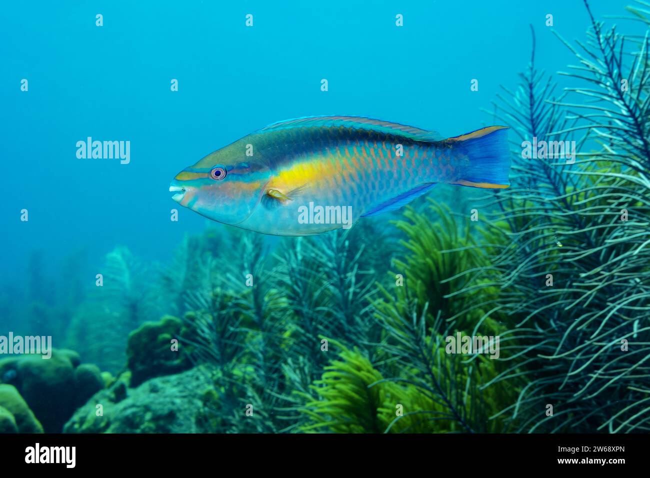A vibrant tropical fish glides through clear blue water amidst lush ...
