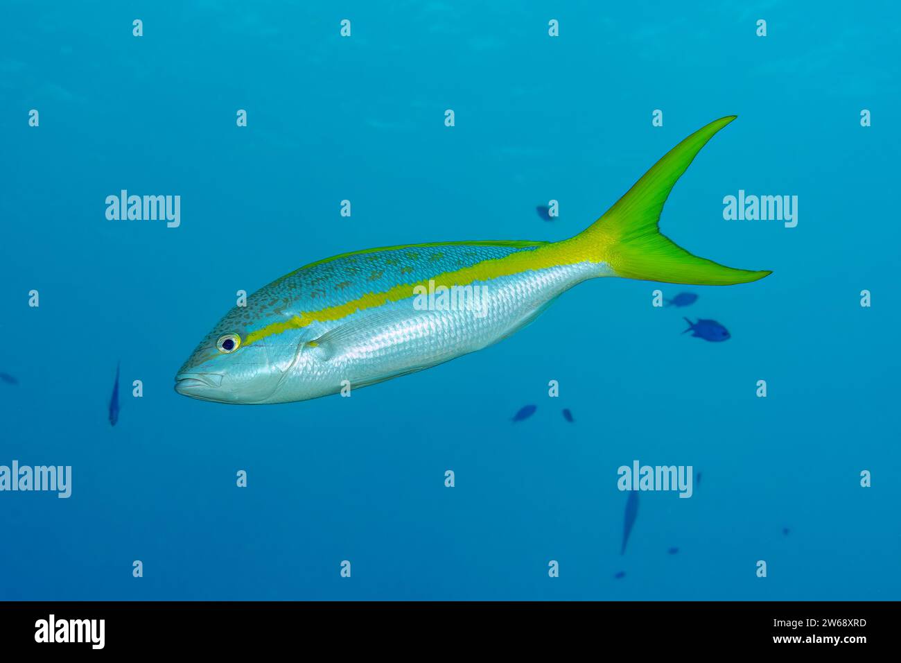 A vibrant yellow-tailed fish swims gracefully in the clear blue ocean ...