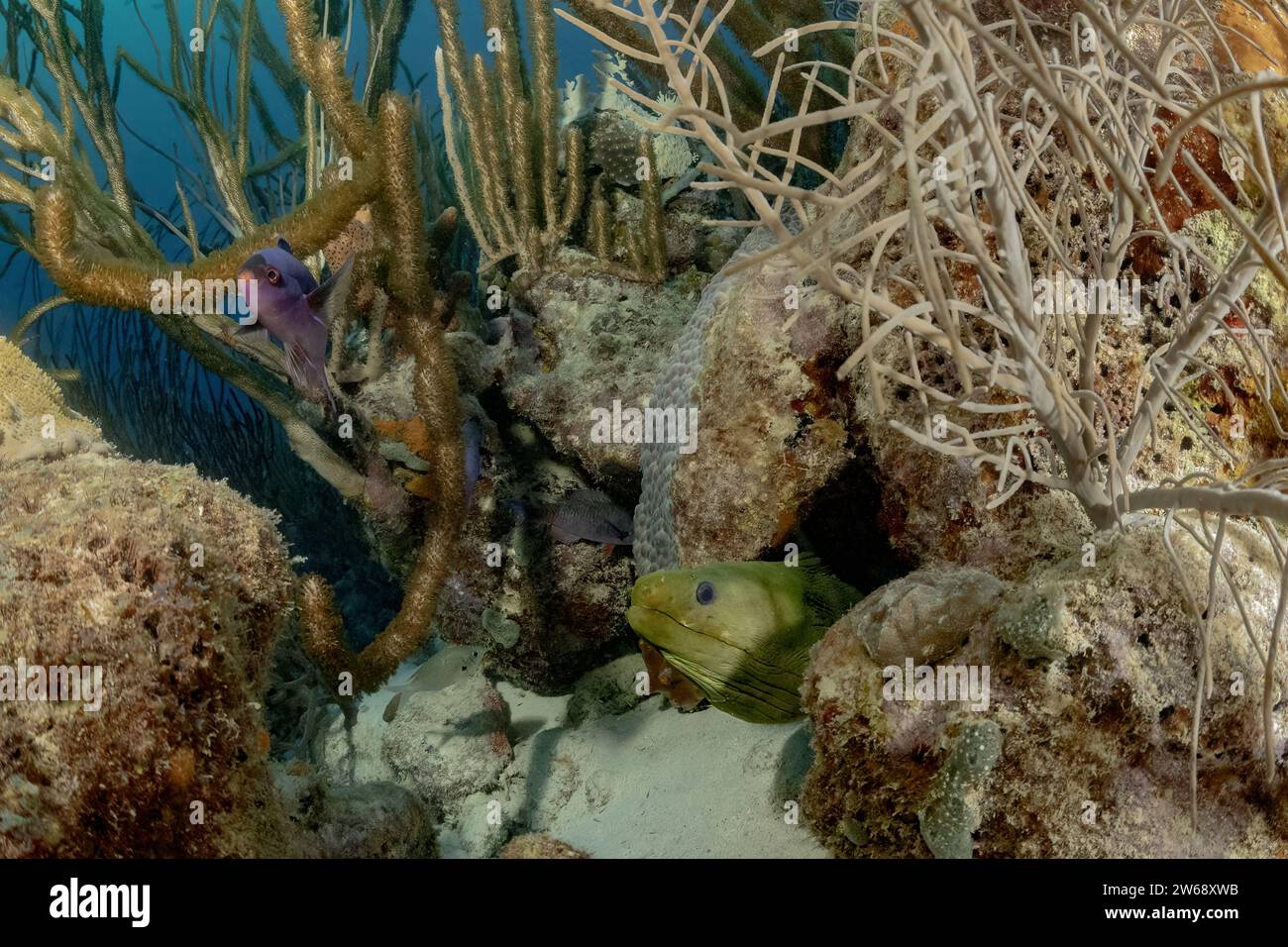 Polyp formations hi-res stock photography and images - Alamy