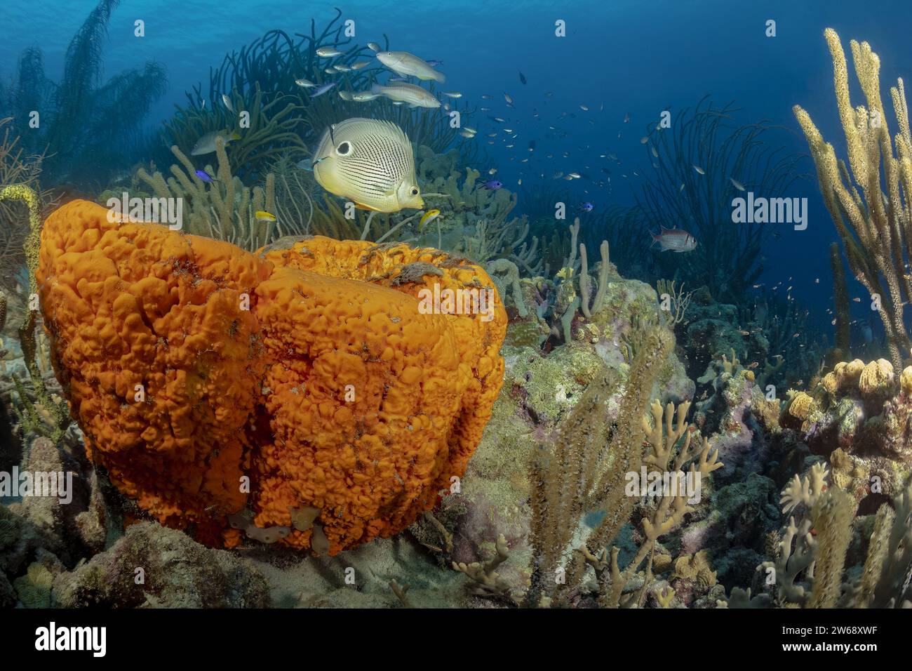 Underwater scenery with vibrant orange sponge and tropical fish amidst ...