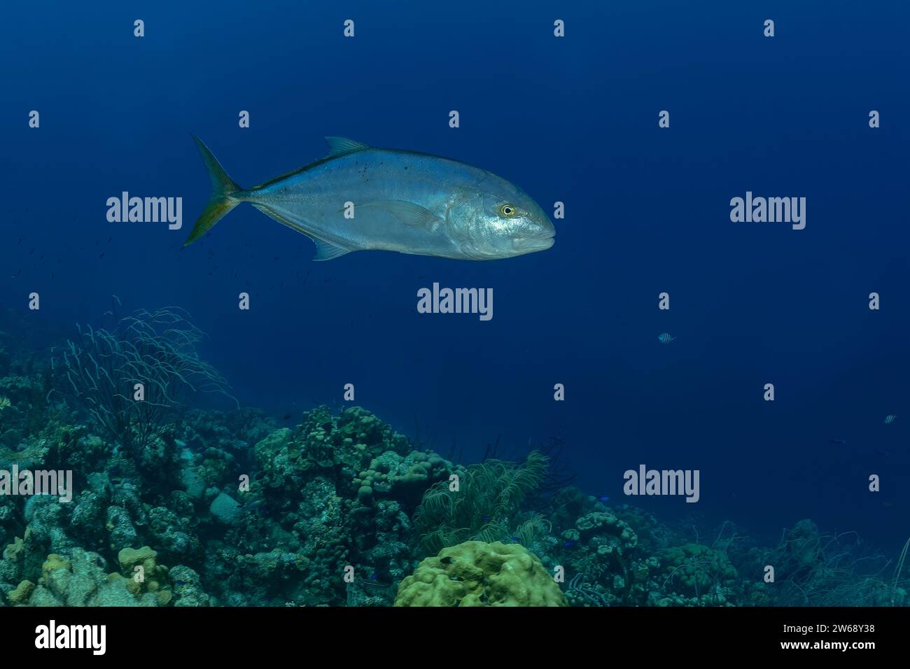 A lone fish swims above a coral reef in the serene depths of the ocean ...
