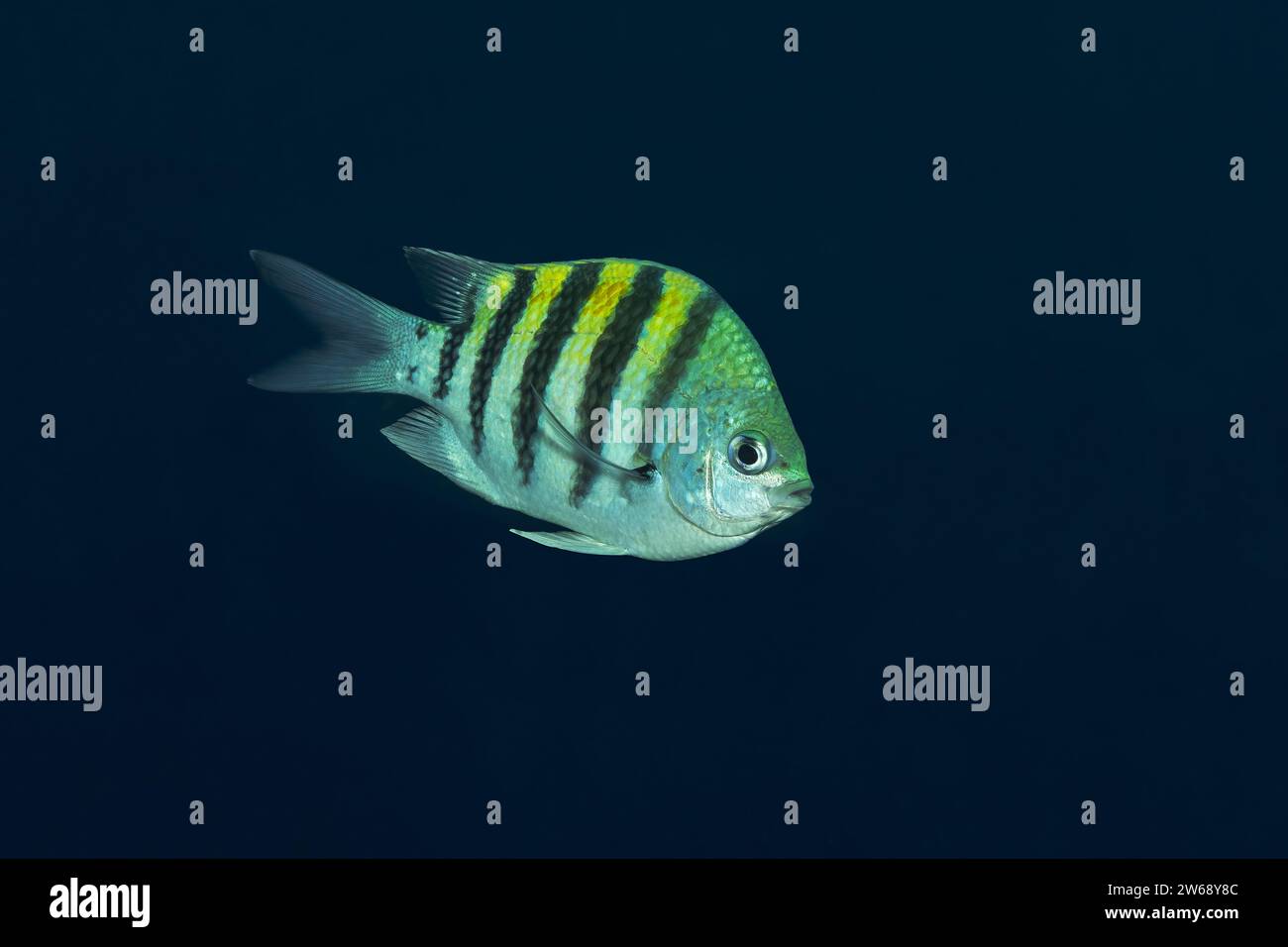 A vibrant striped tropical fish glides gracefully through the serene ...