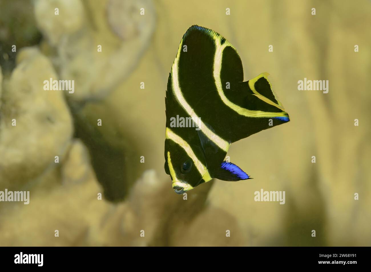 Black markings near hi-res stock photography and images - Alamy