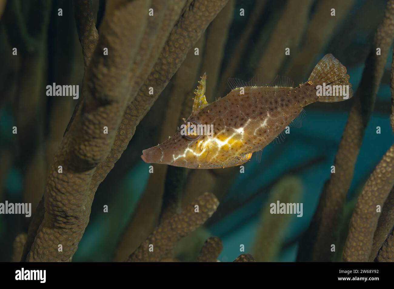 A brown fish with distinctive yellow markings swims among sea rods in ...