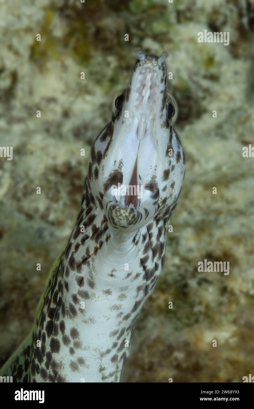 A detailed close-up of a spotted moray eel emerging from a coral reef ...