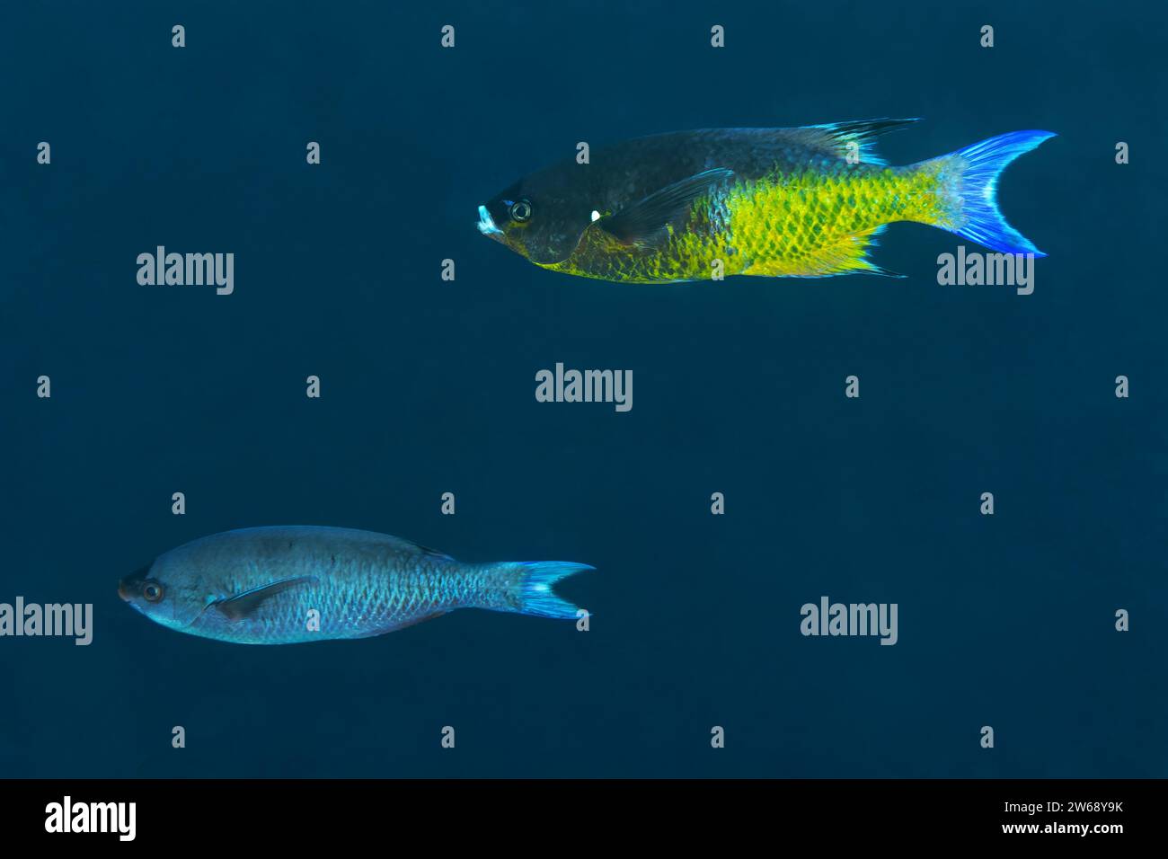 A vibrant yellow and green fish alongside a silver-grey fish, both ...