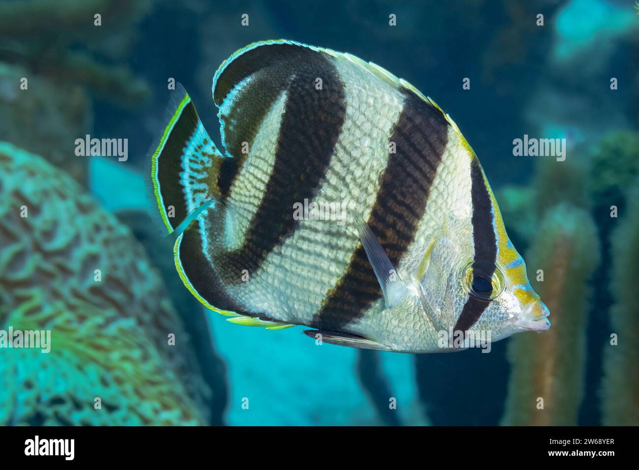 A vibrant banded butterflyfish glides through the water by coral reefs ...